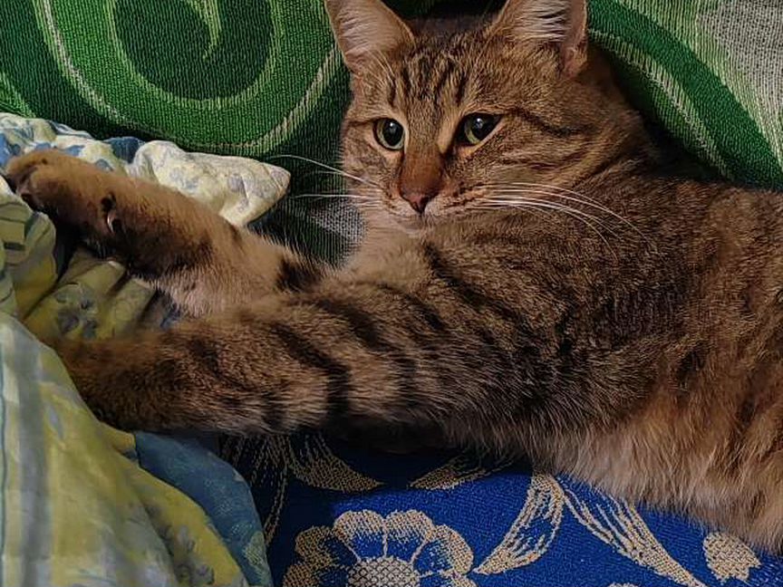 Кошка в дар