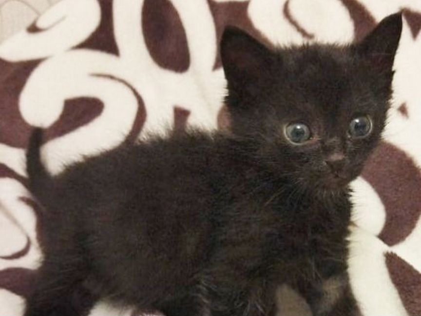Чёрный котёнок - мальчик, 1,5 месяца, ищет дом