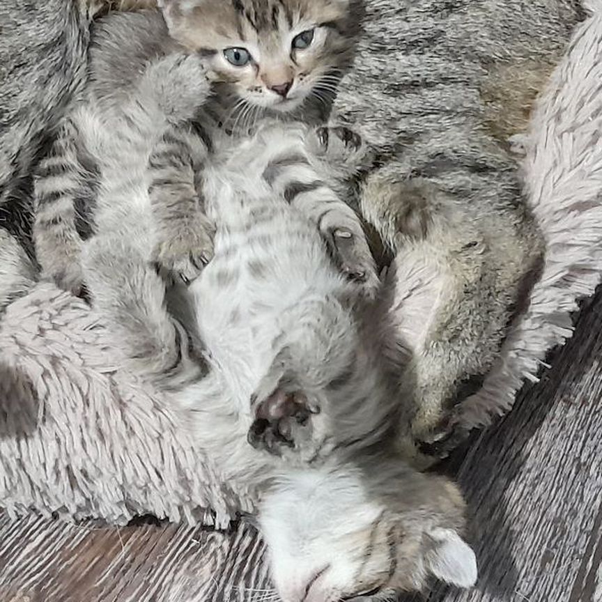 Отдам в добрые руки котят и маму кошку