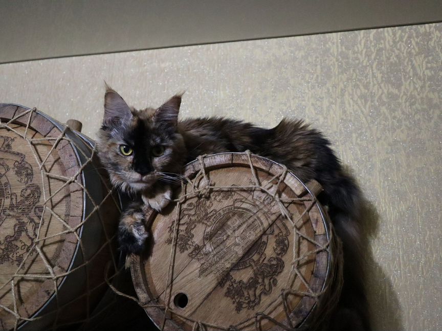 Девочка-подросток Мейн Кун по Новогодней цене