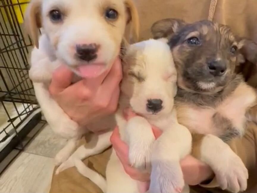 Самые сладкие малыши ищут дом