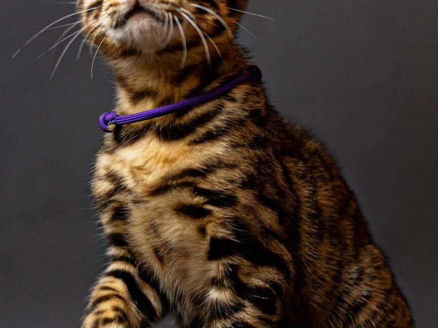 Бенгальские котята с полным пакетом документов