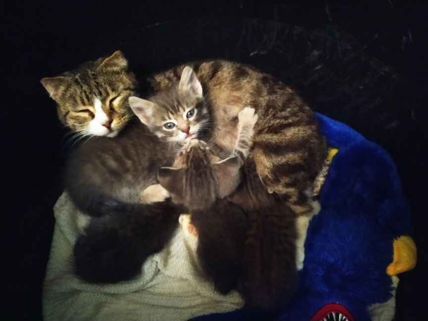 Котята в добрые руки бесплатно