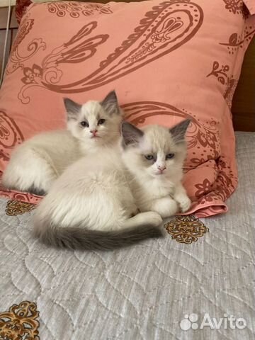 Котята рэгдолл на подушку