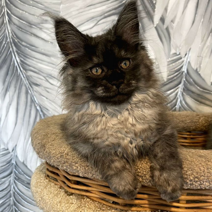 Мейн-кун котёнок