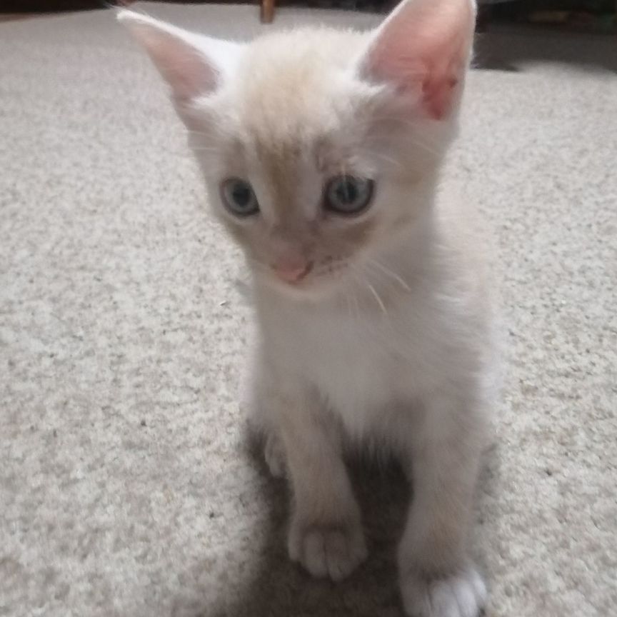 Рыжий котенок
