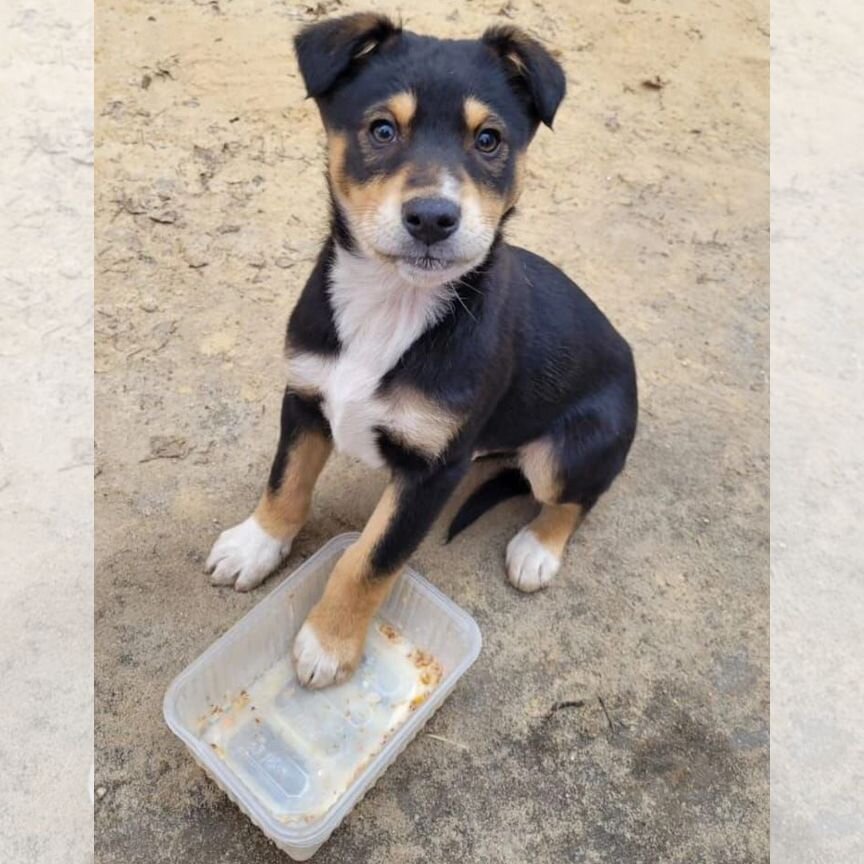 Щенок в добрые руки