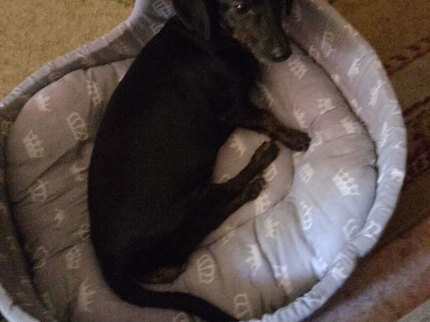 Отдам бесплатно