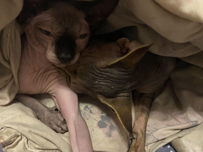 Продам пару канадских сфинксов