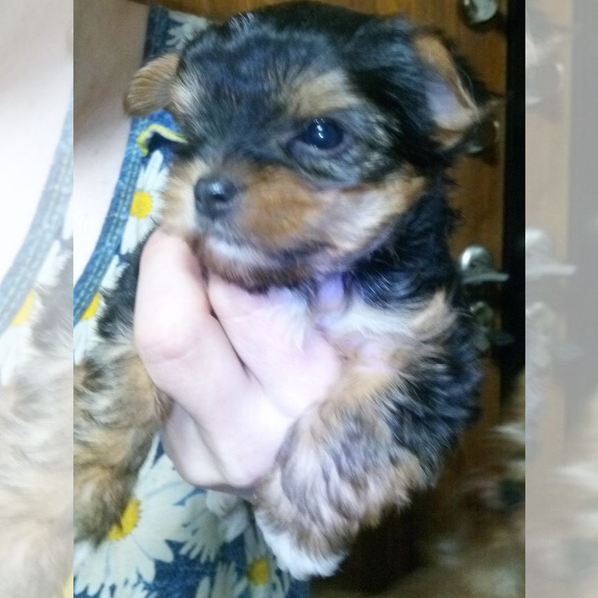 Йоркширский терьер, щенок