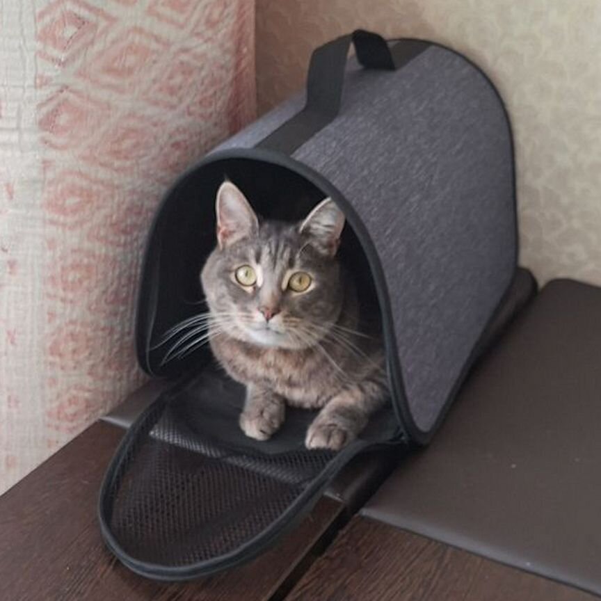 Взрослый кот в добрые руки