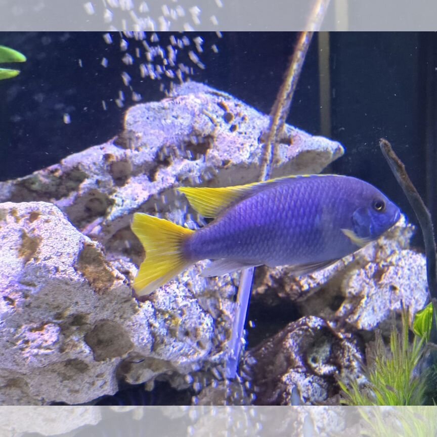 Цихлида Лювала Риф