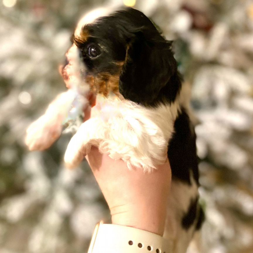 Кавалер кинг-чарльз-спаниель, щенок