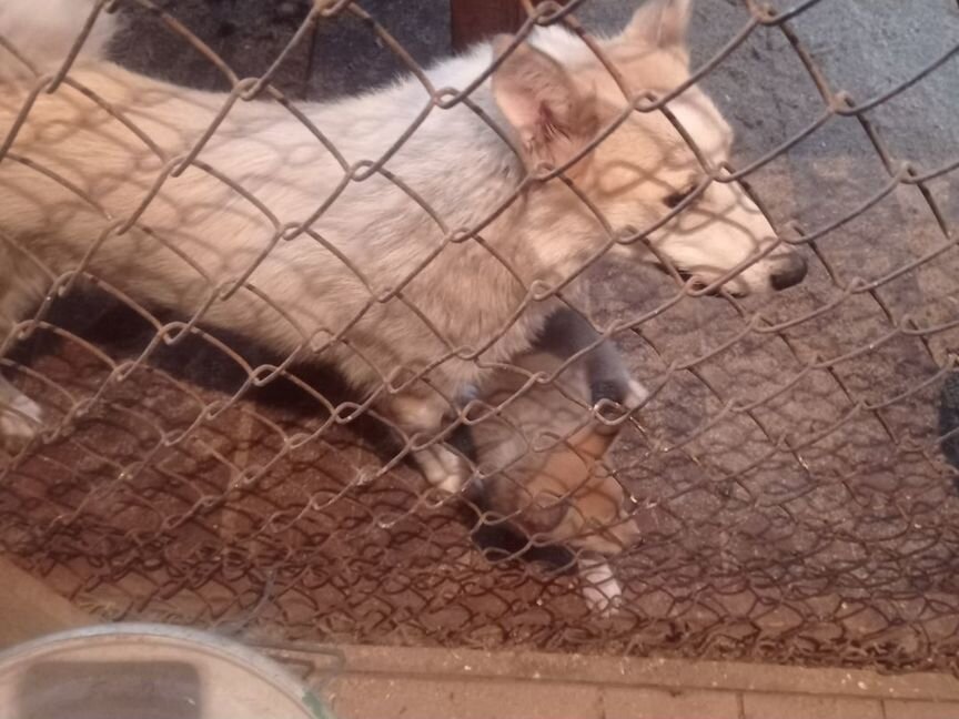 Щенки лайки сибирской