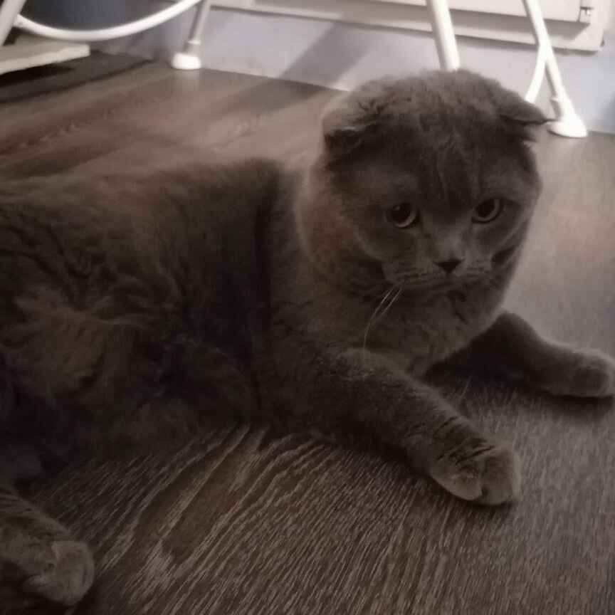 Шотландский вислоухий короткошёрстный, взрослый кот