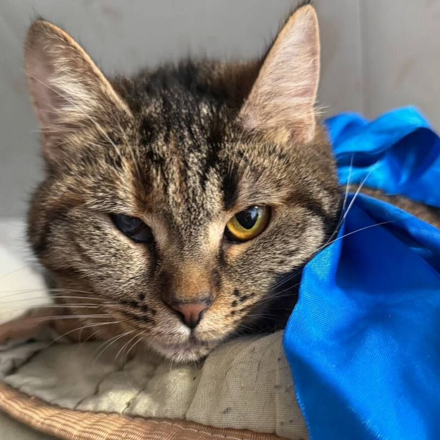 Взрослая, кошка в добрые руки