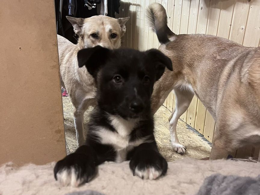 Щеночки в добрые руки