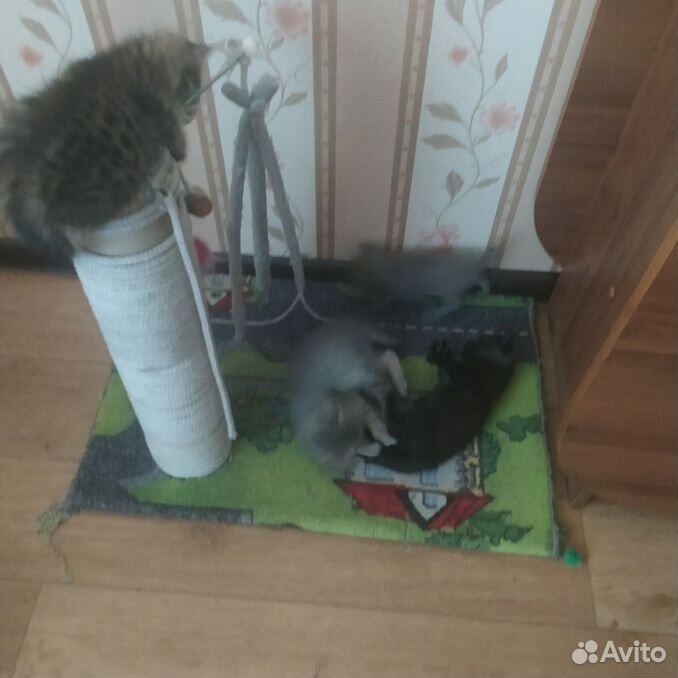 Забавные котята