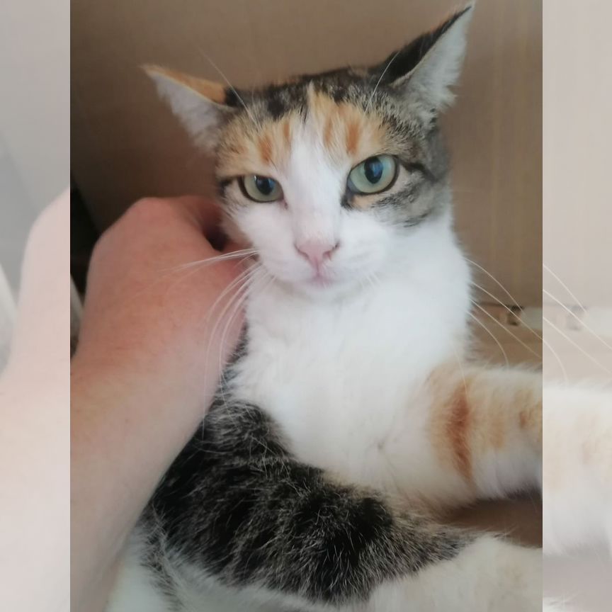 Кошечка