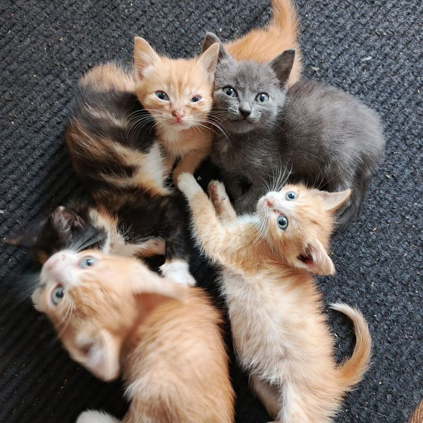 Котята