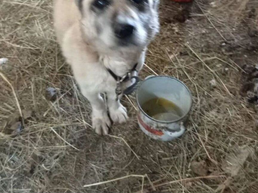 Помогите старенькому песику