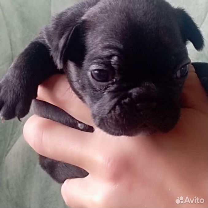 Щенок французскго бульдога