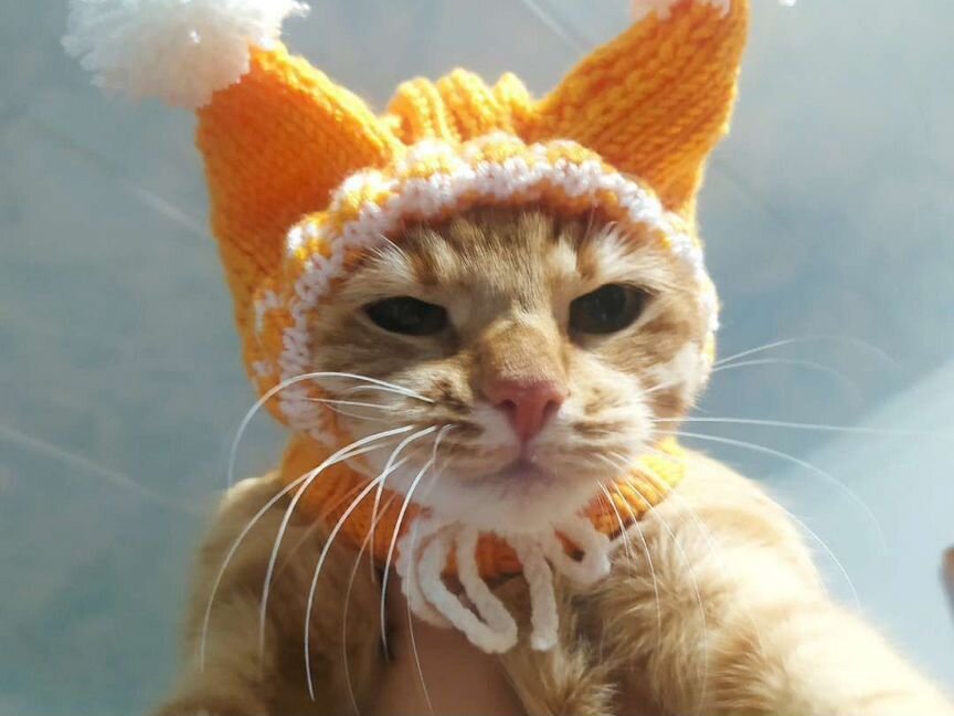 Шапочка для животных