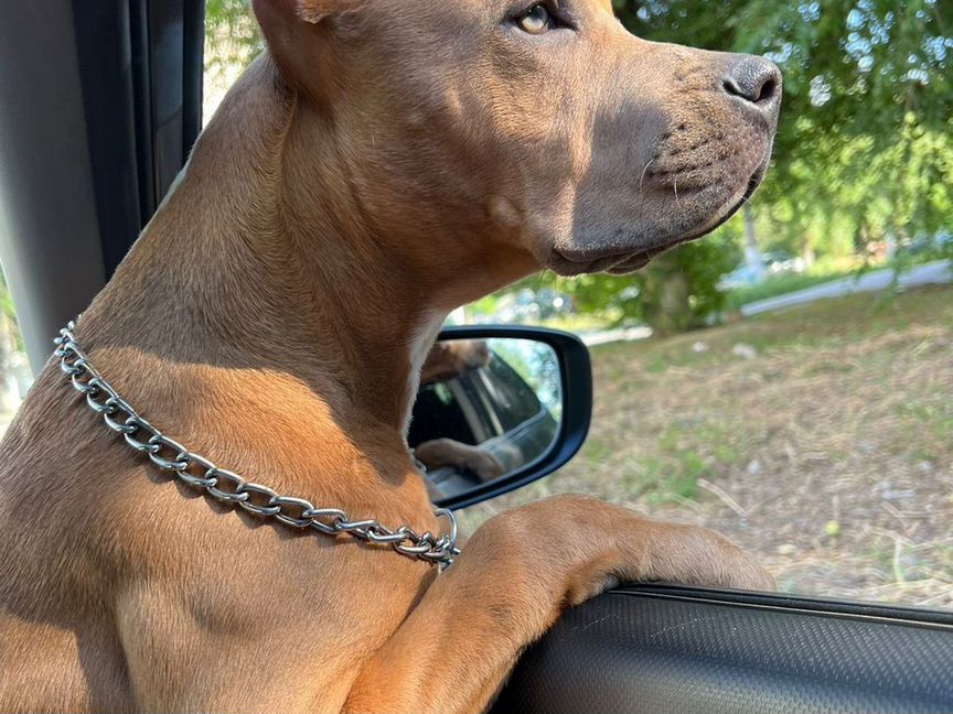 Вязка Стаффордширский терьер