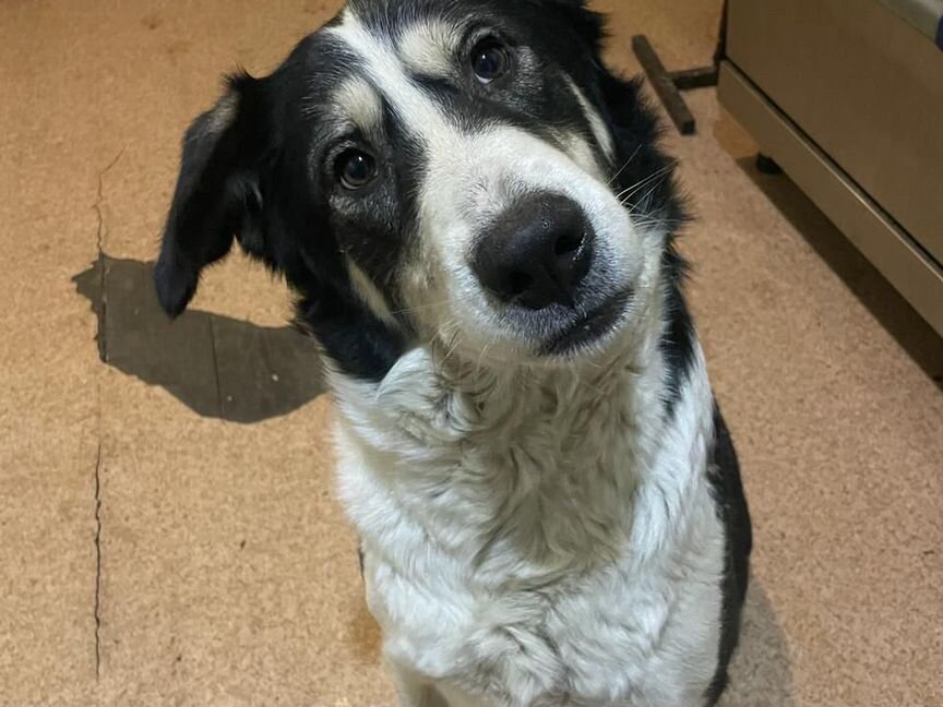 Собака в добрые руки отдам бесплатно