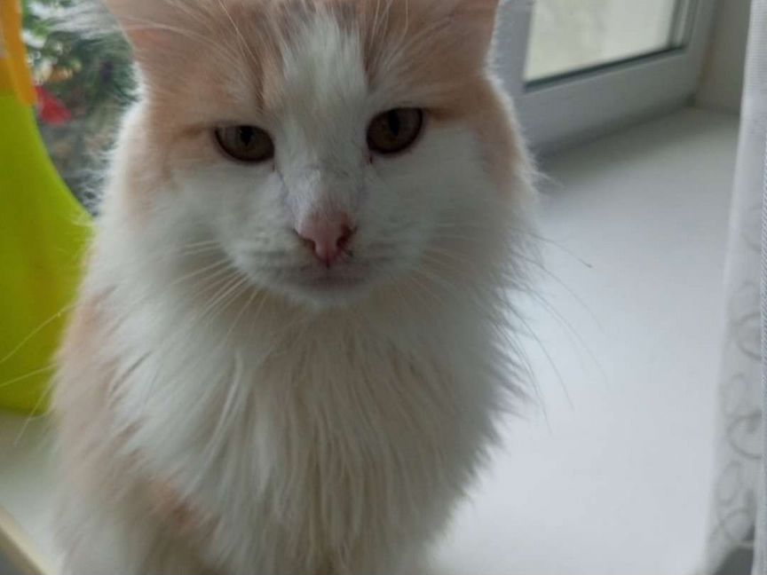 Молодой котик ищет дом