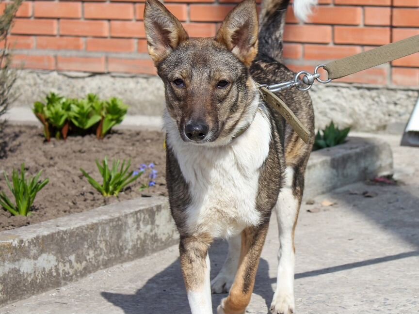 Собака охранница