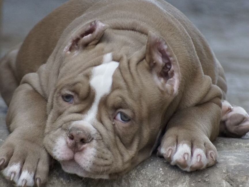 Американский булли