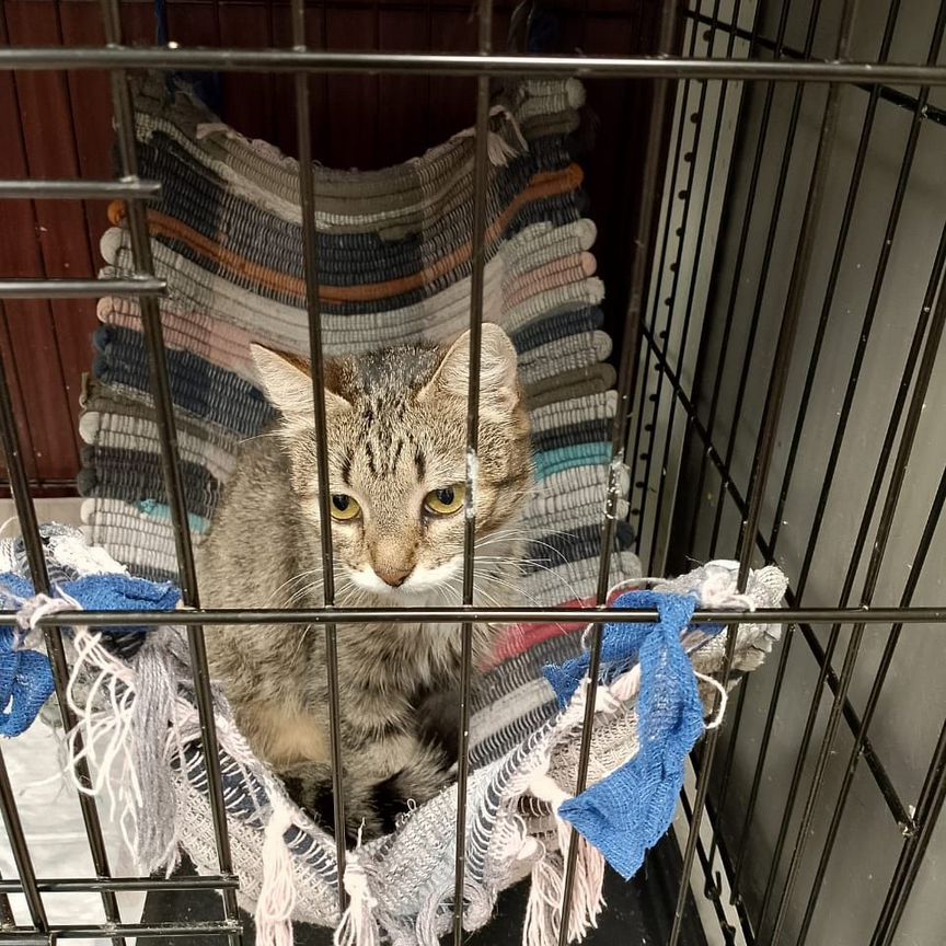 Сжальтесь над кошечкой заберите домой