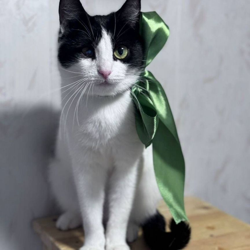 Эта кошечка станет вашей любимицей