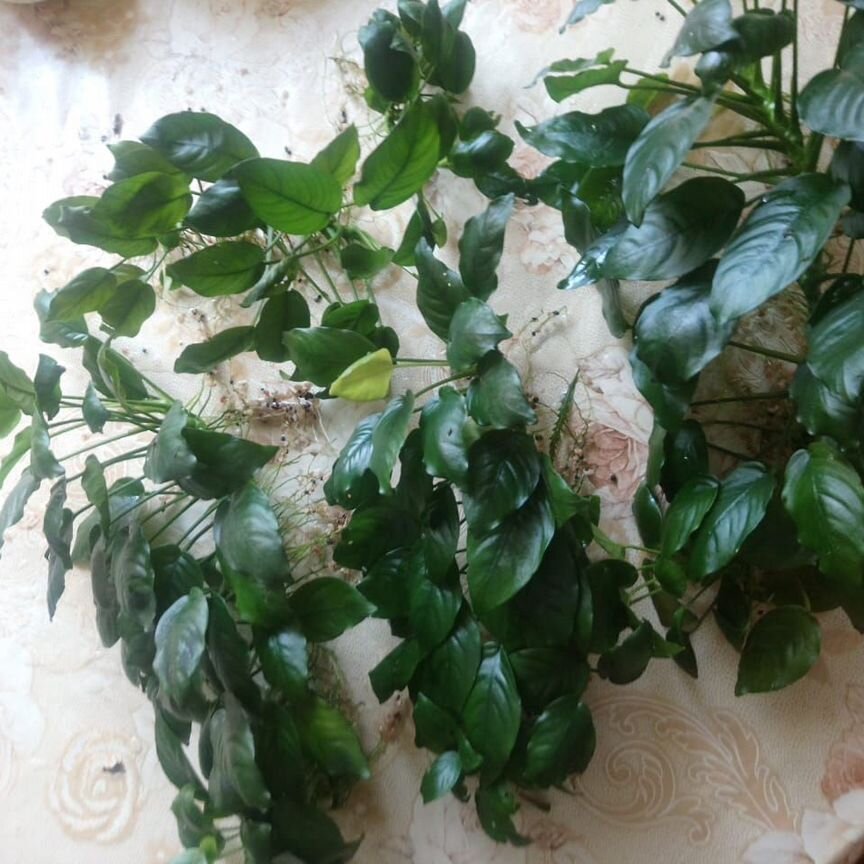 Анубиас Нана