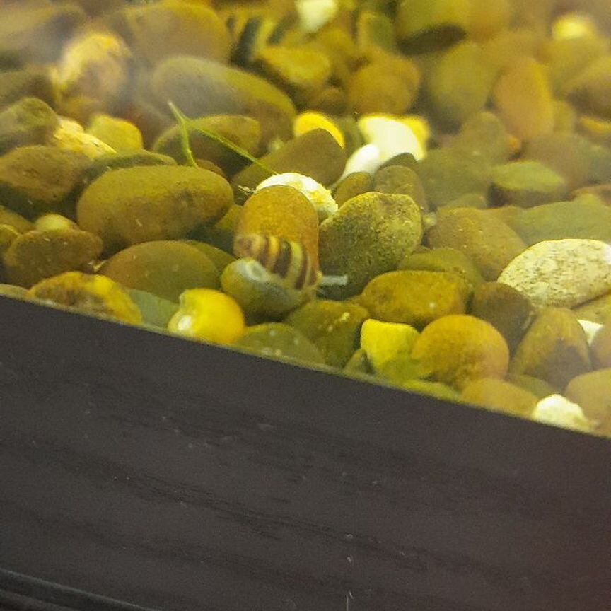 Улитка хелена