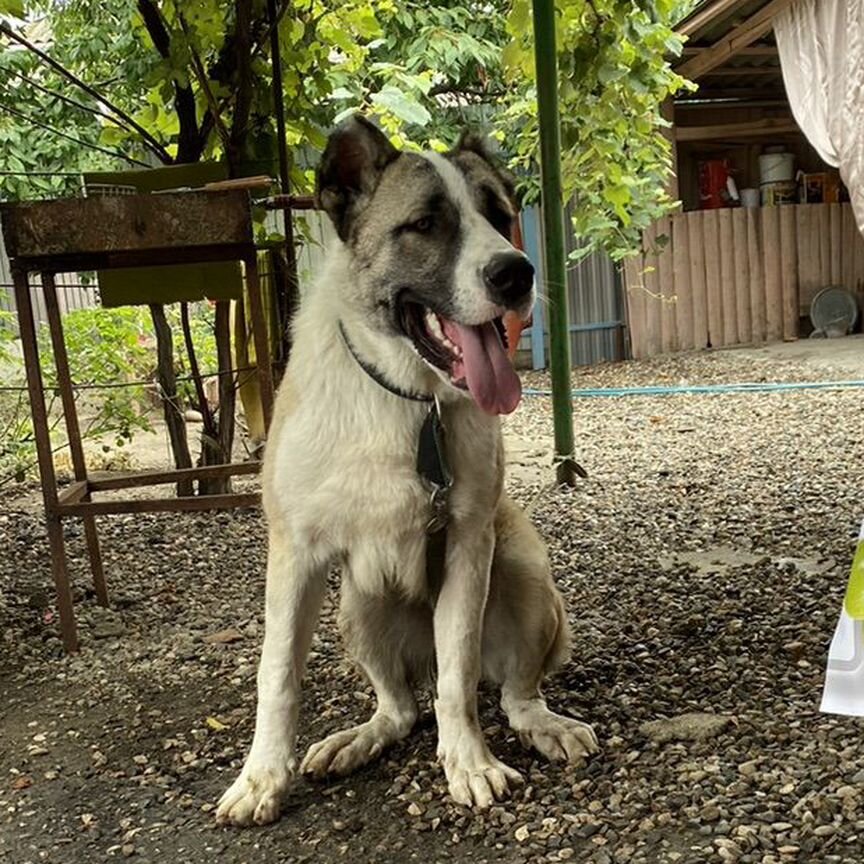 Собака алабай