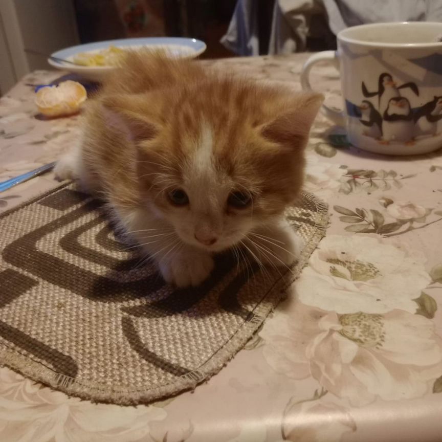 Котята