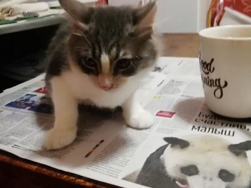 Самый ласковый котёнок в мире ищет маму с папой