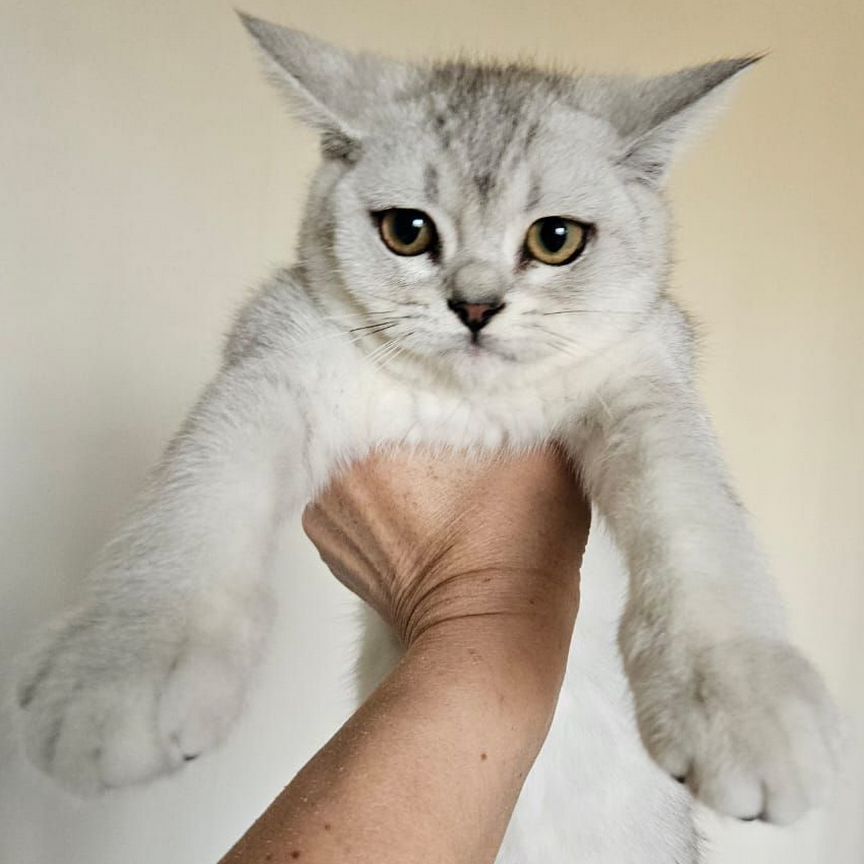 Британский кот