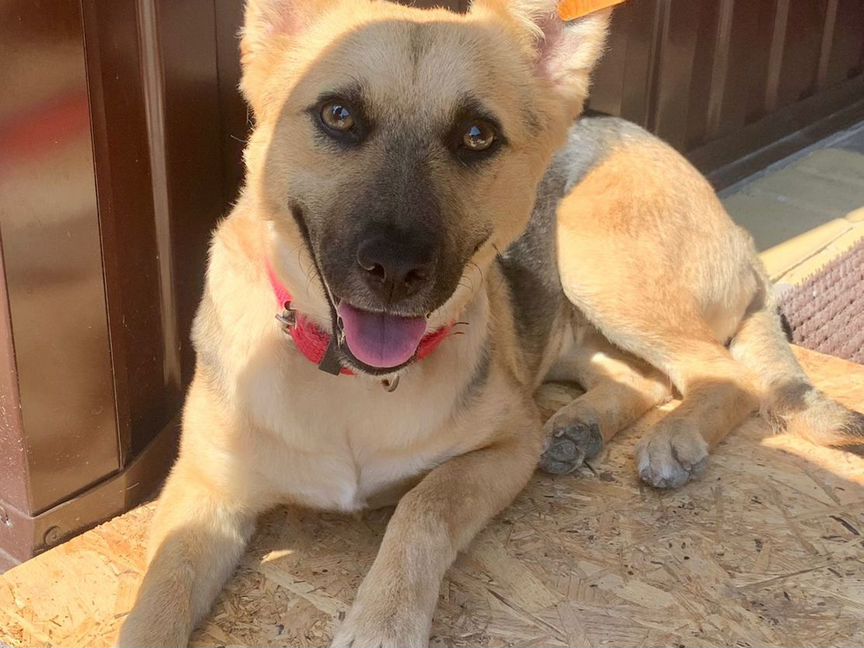 В добрые и ласковые руки