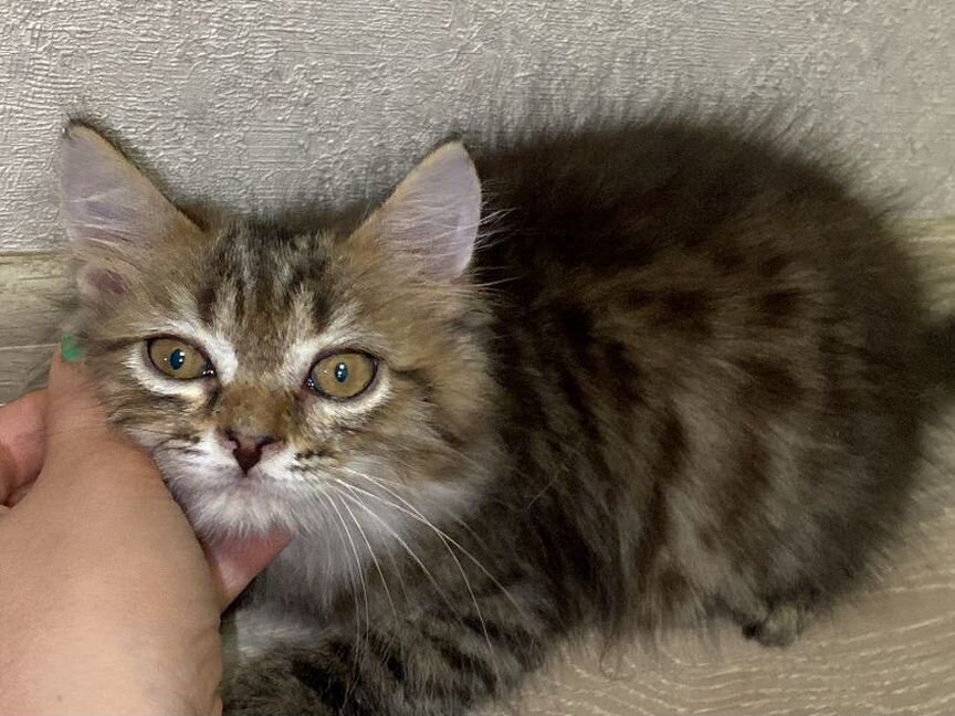Котята отдам бесплатно