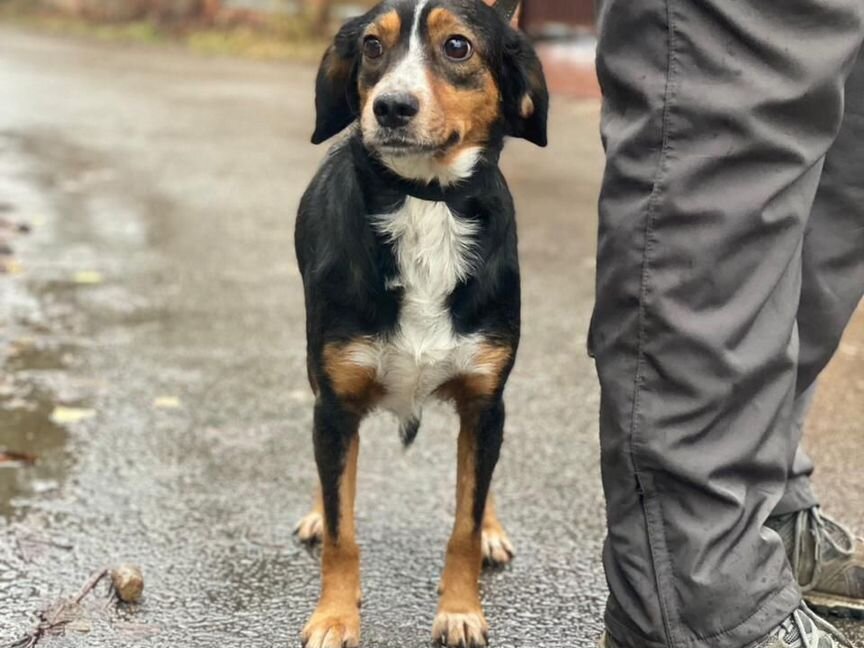 Маленькая собачка в добрые руки