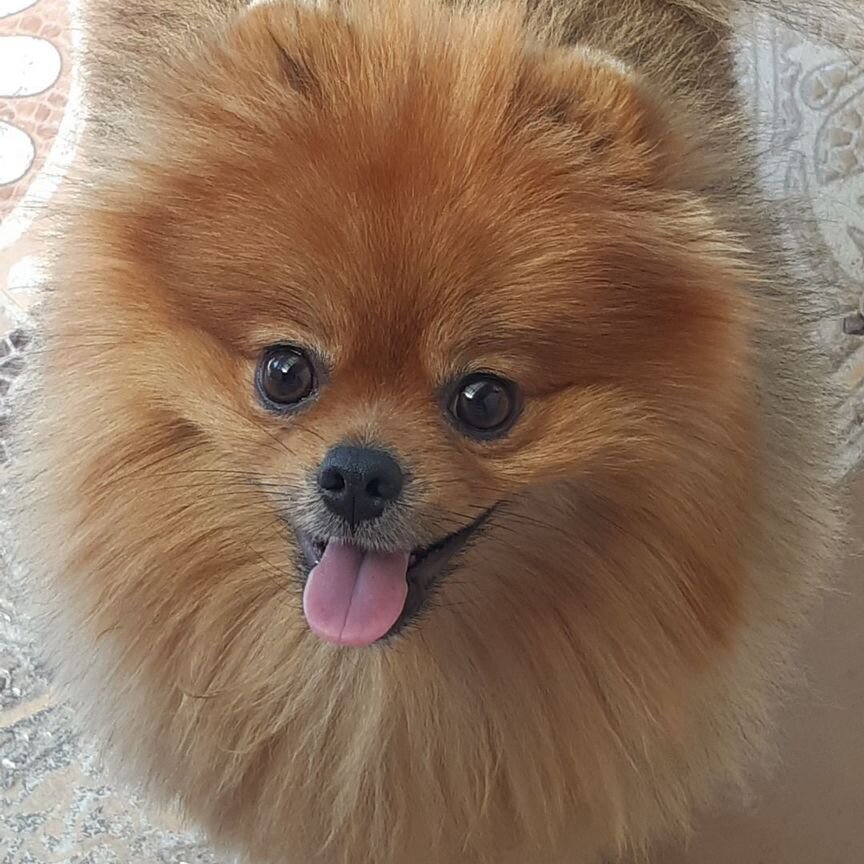 Померанский шпиц