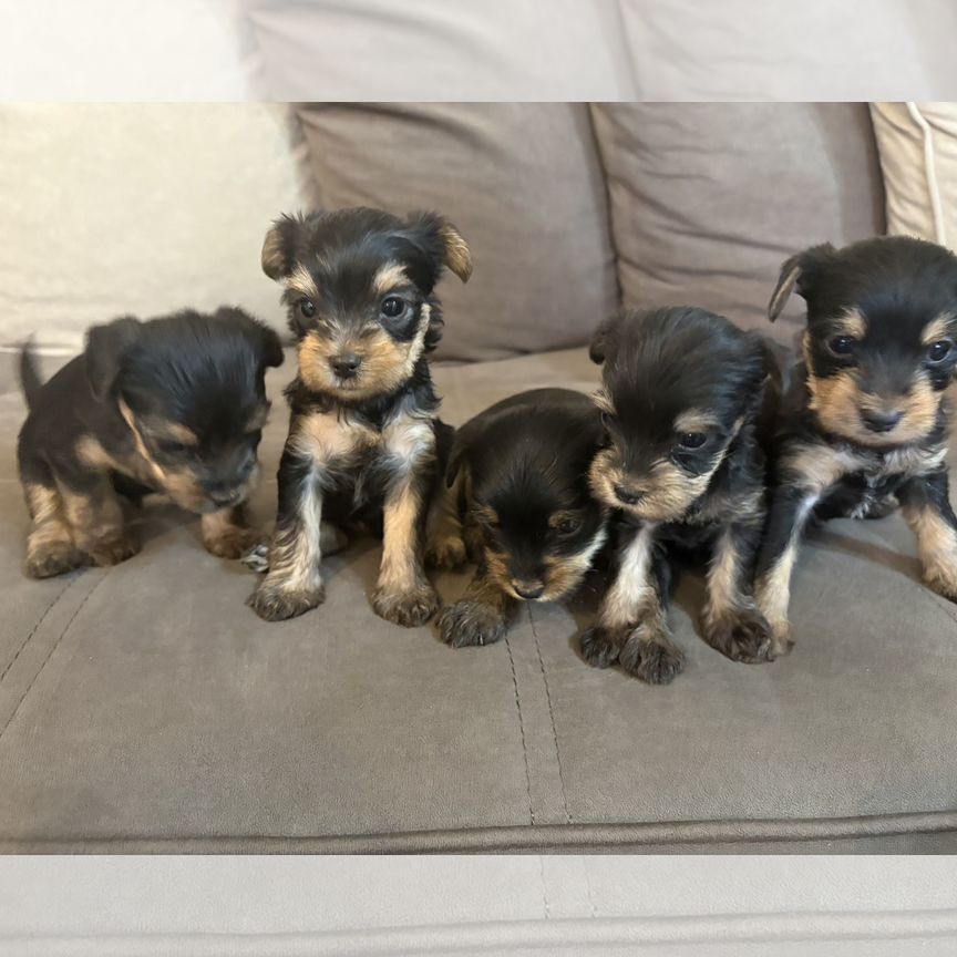 Йоркширский терьер, щенок