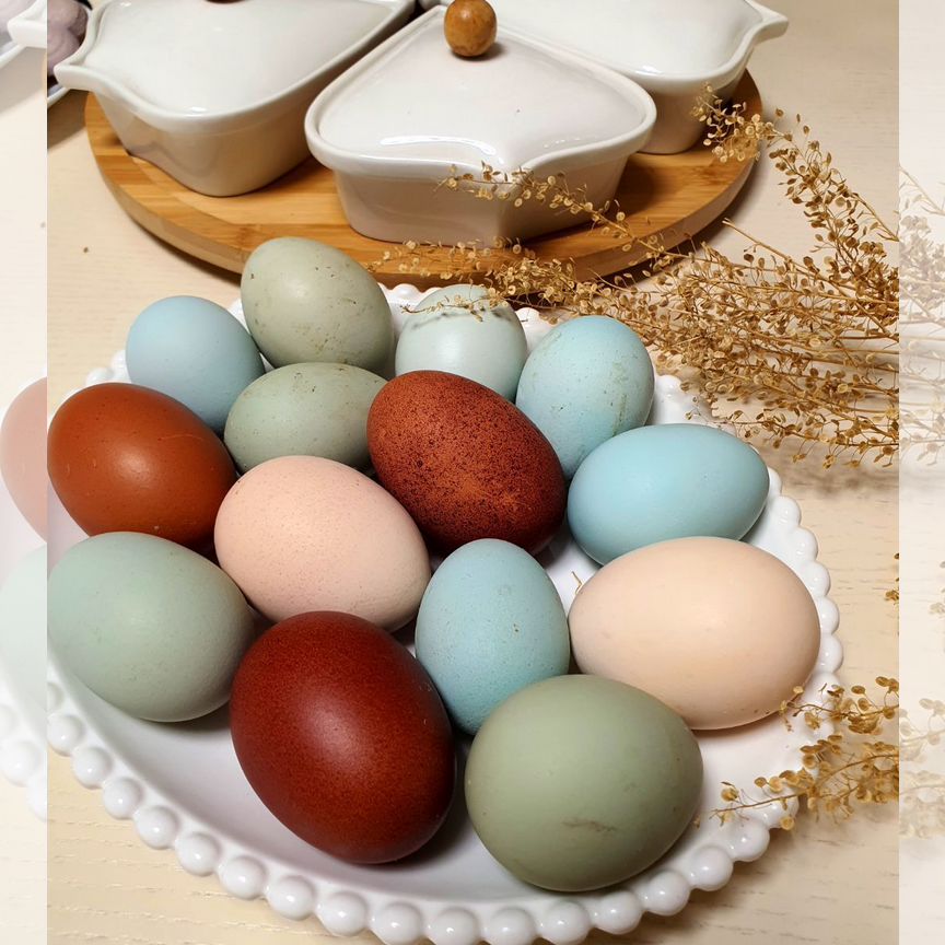 Яйца для инкубации куриные