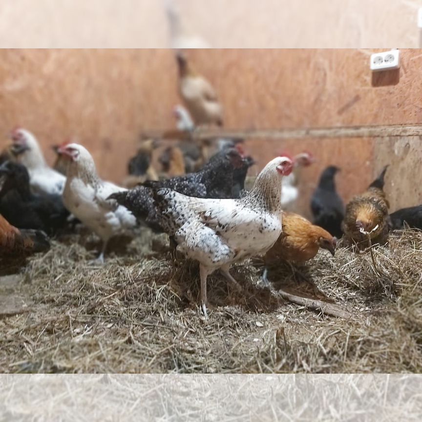 Курочки, аренда, продажа