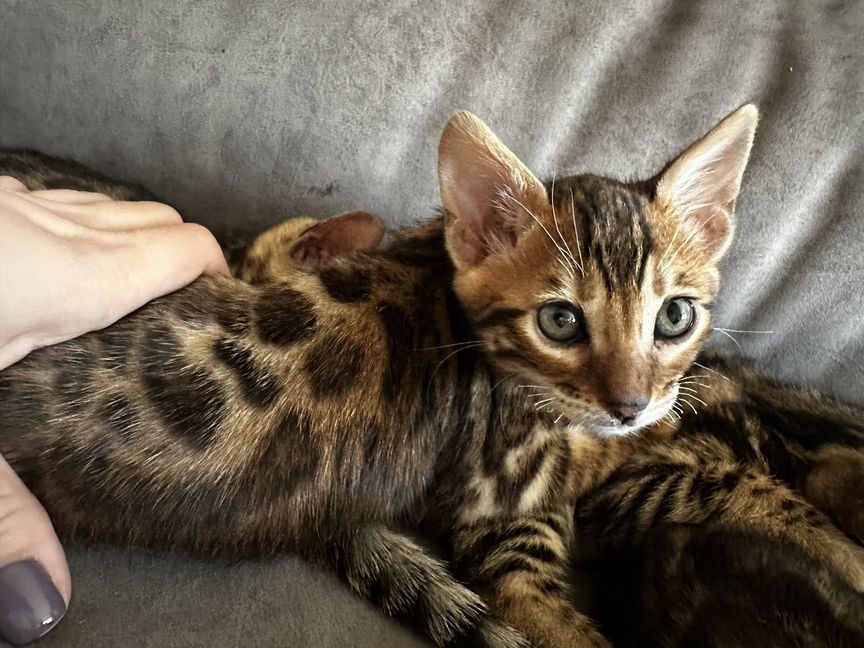 Бенгальские котята