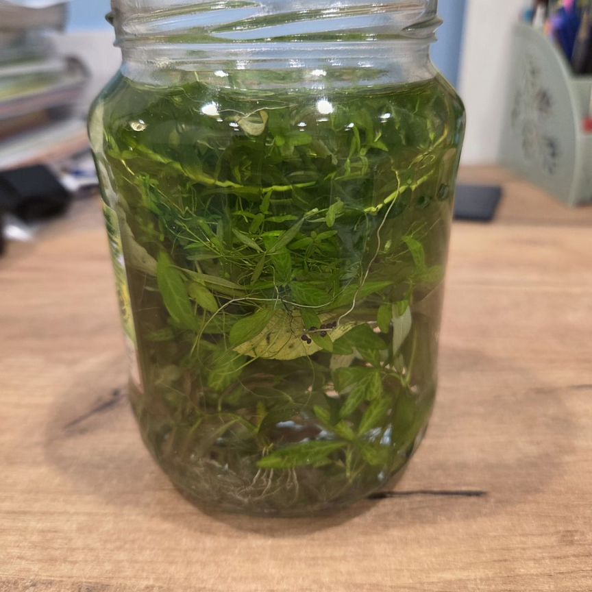 Аквариумное растение