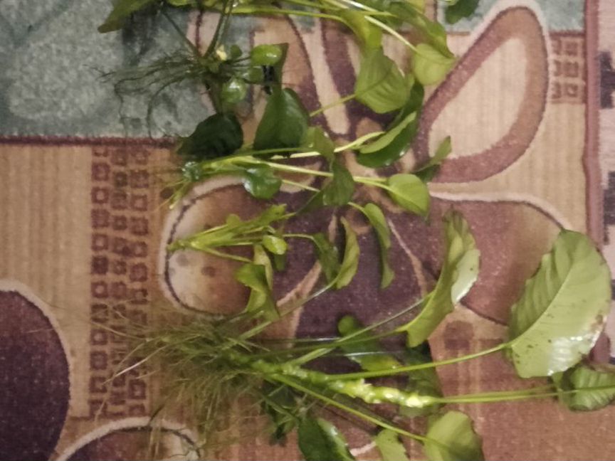 Анубис растение для аквариума